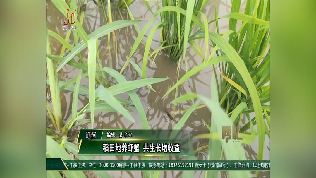 稻田地养虾蟹 共生长增收益