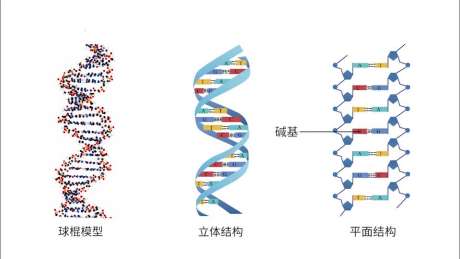 「生物」DNA分子的结构