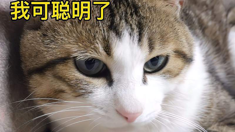 养了一只会使计策、会撒娇卖萌的猫,你斗得过它吗