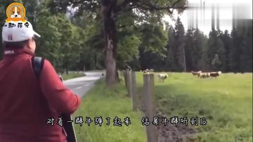 千万不要对着羊群学羊叫,画风也是没谁了,太魔性了!