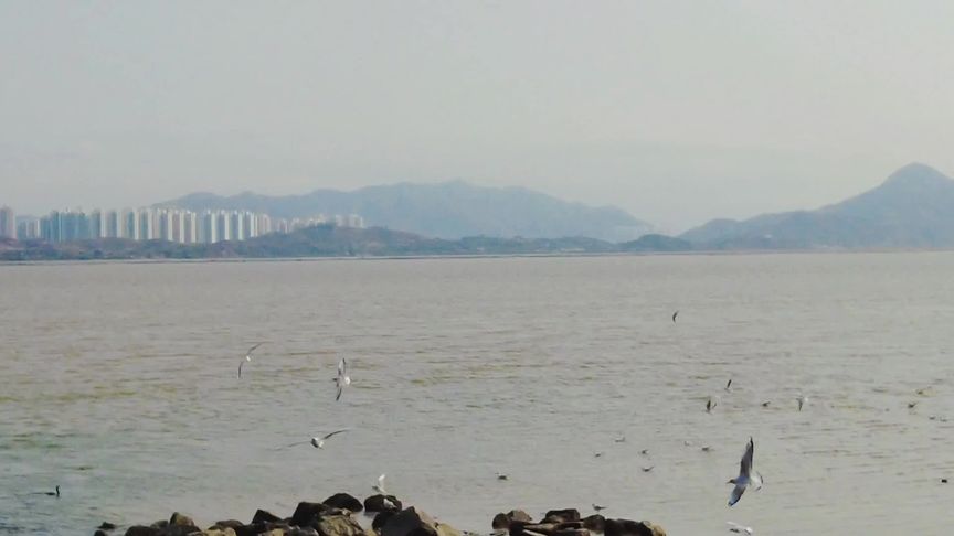 如果觉得累,那就去看海吧#治愈系风景 #大疆口袋灵眸pocket2 @