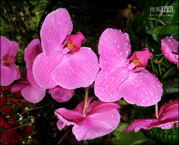 蝴蝶兰的养殖方法和注意事项