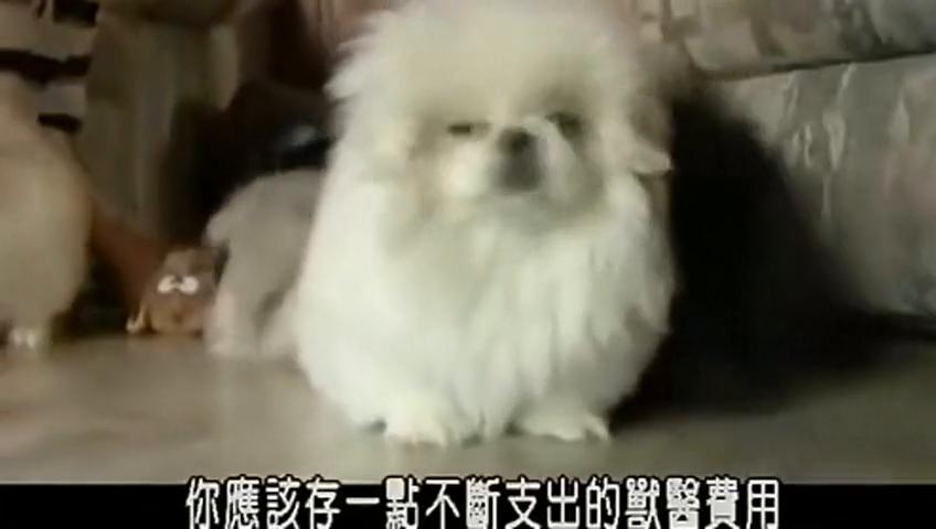 京巴狗 北京犬 详细介绍