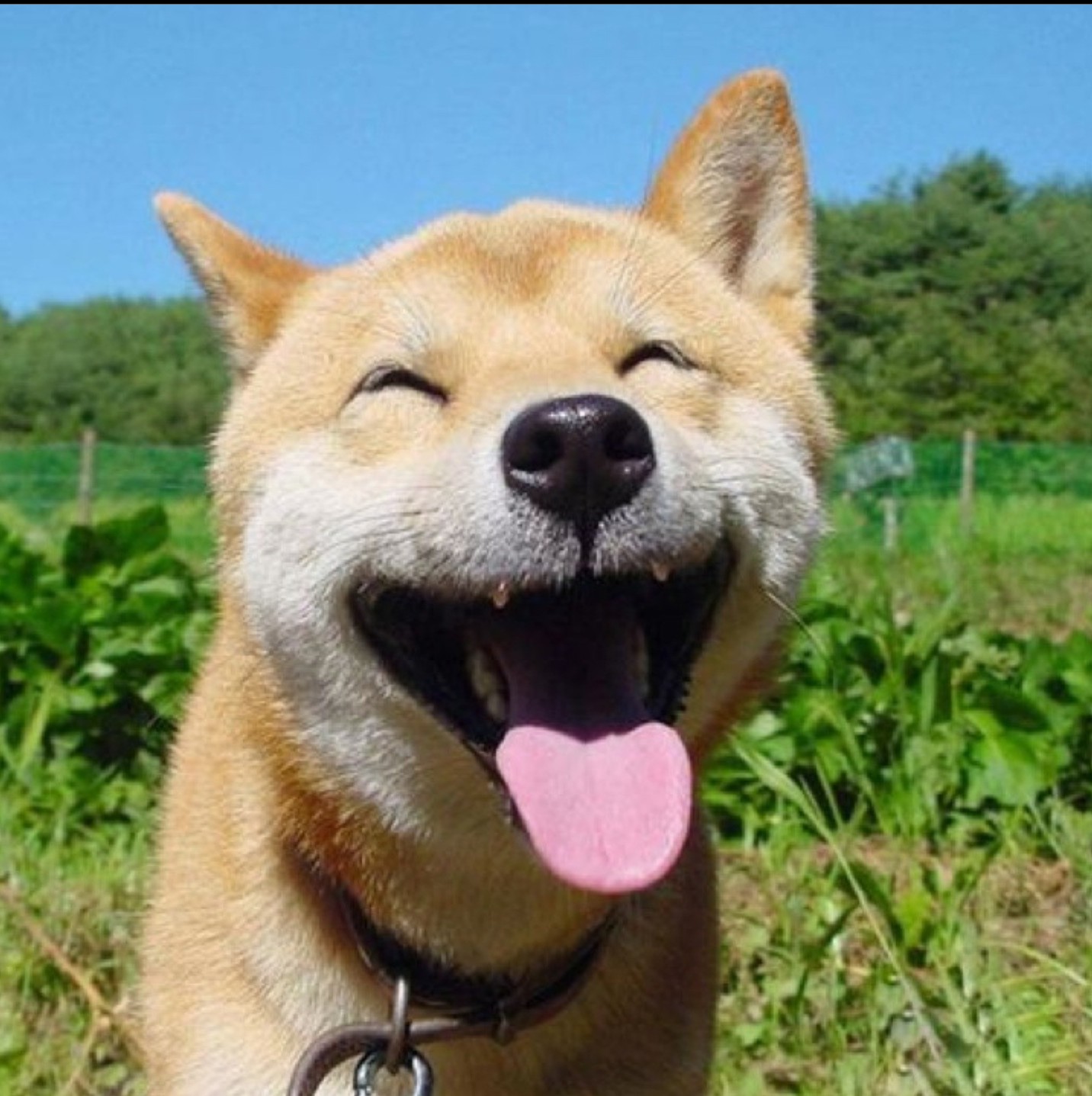 热心市民夜先生 