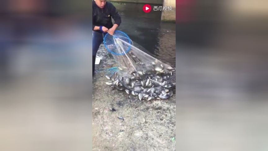 这样撒渔网,一年的鱼都不用愁了