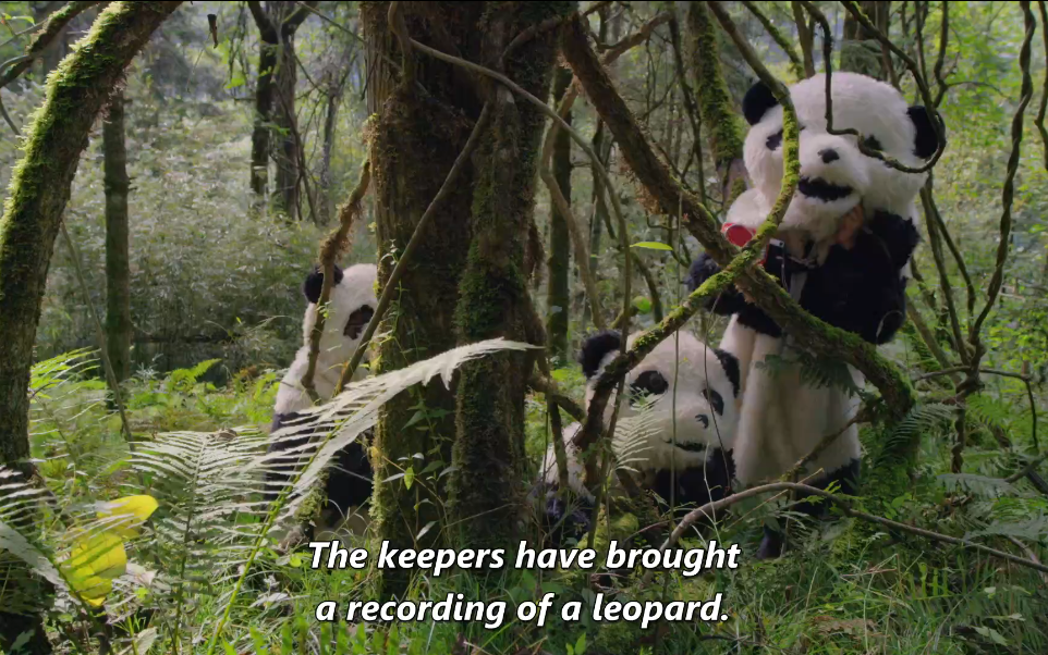 【纪录片】Pandas.The.Journey.Home 大熊猫淘淘的野放之路