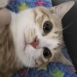 泉哥哥啦 