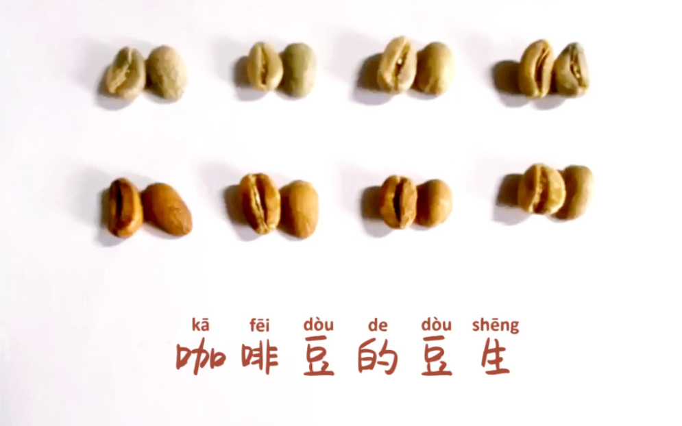 小视频|讲述一颗咖啡豆的成熟之旅