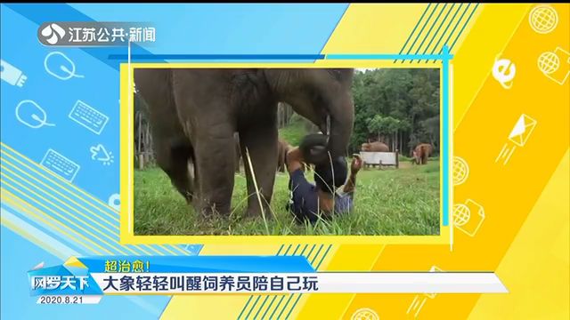 泰国:大象轻轻叫醒饲养员陪自己玩,画面超治愈!