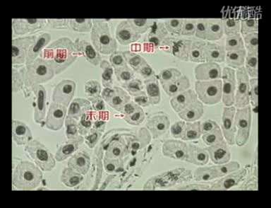 植物根尖细胞有丝分裂