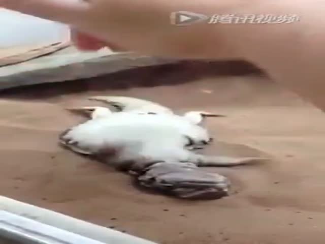 为蜥蜴挠痒痒这场面让我毛骨悚然