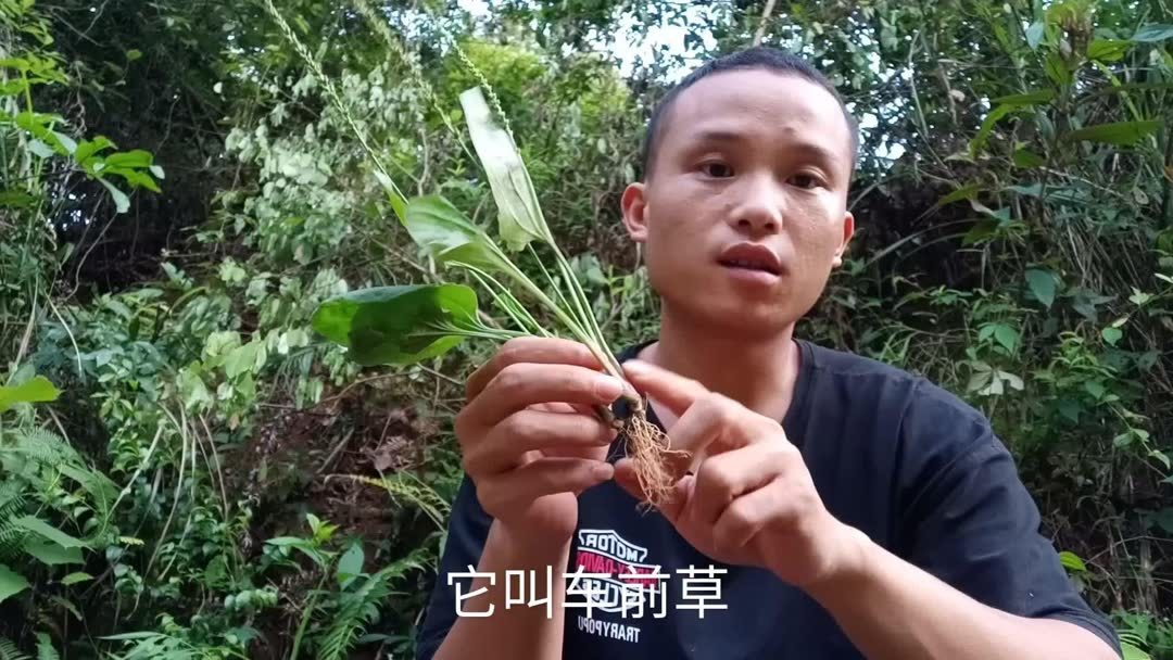 车前草的功效和作用,你对他了解有多少