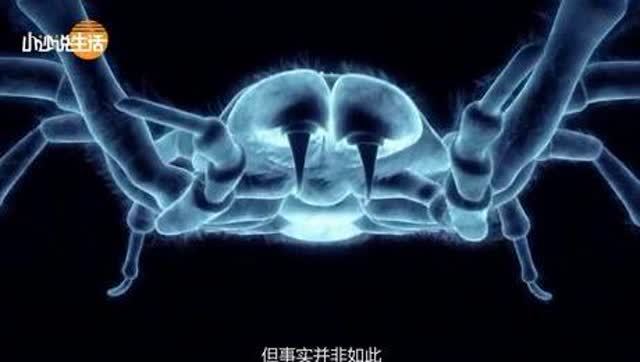 这些动物你永远都不该惹的,一点点接触都能致命,小伙伴要注意哦
