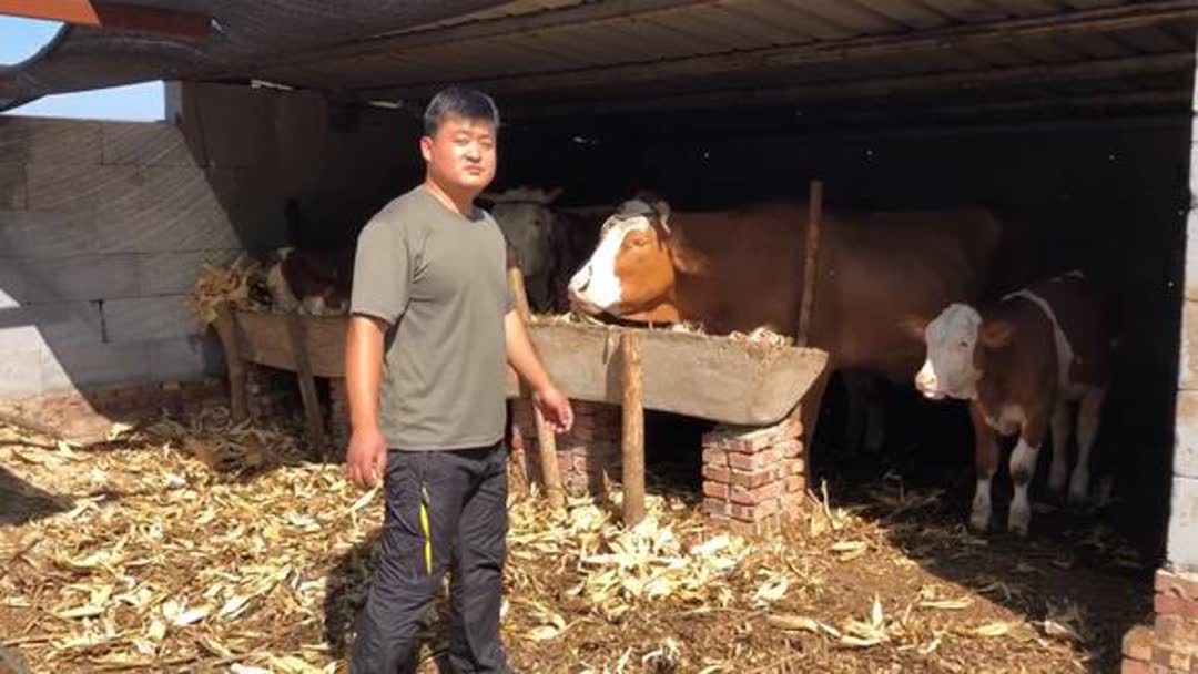 母牛打栏还有这么一说,以前真不知道,看看后代有什么区别吧