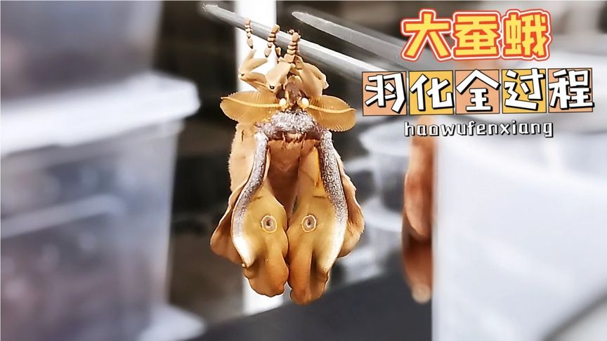 市场买的蚕蛹放了一个月,竟孵化出大蚕蛾!慢慢展开翅膀,好神奇
