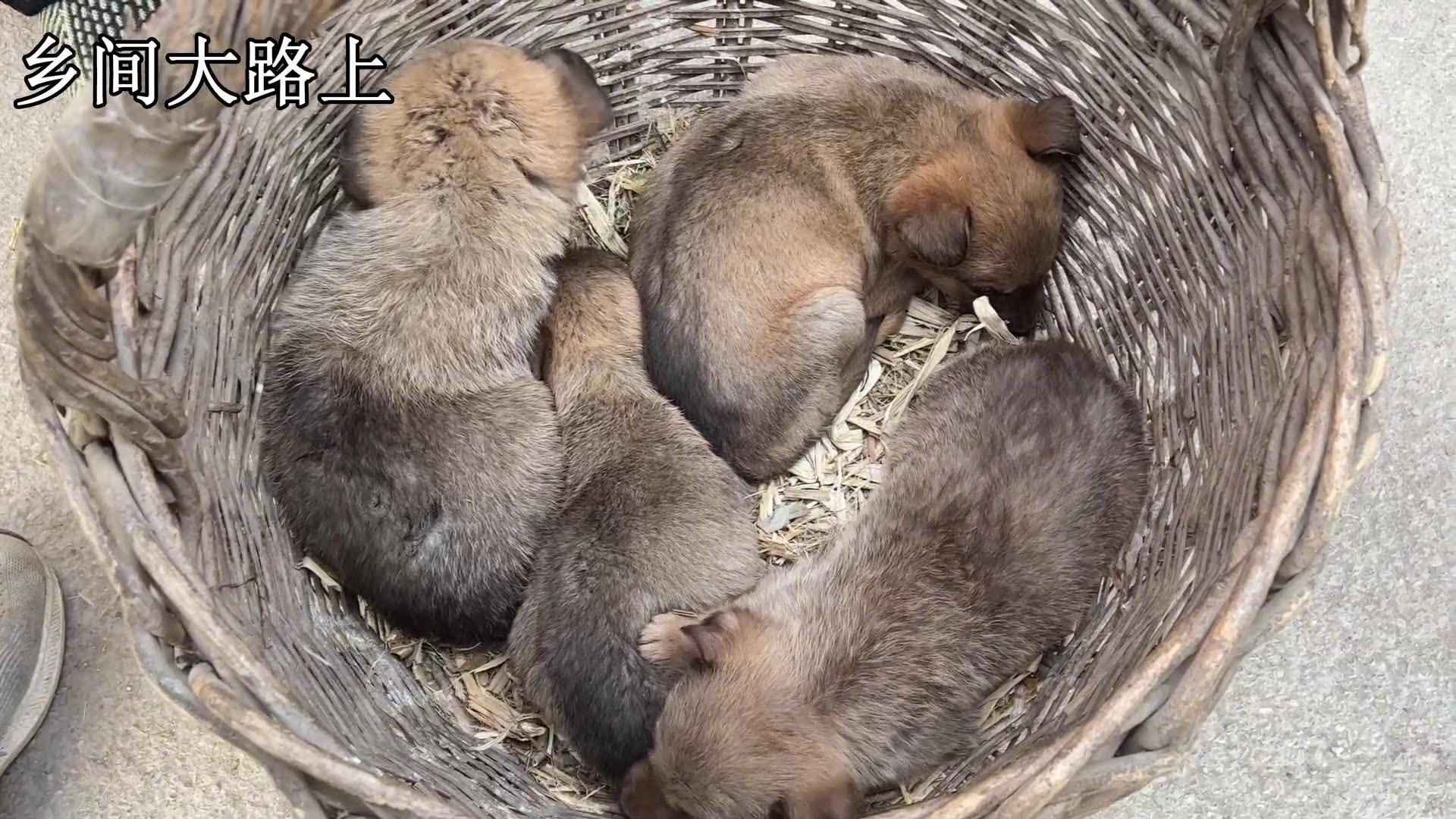 论公狗重要性,决定小狗身价,明明品种狗却卖出土狗的价格,亏不