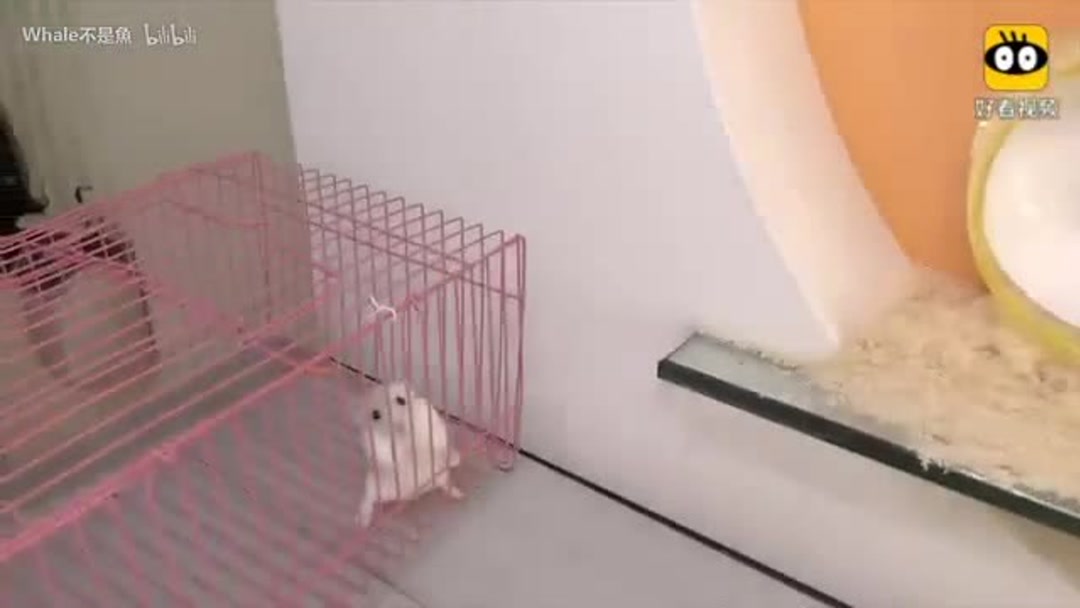 手工DIY仓鼠别墅,可以说是豪宅了