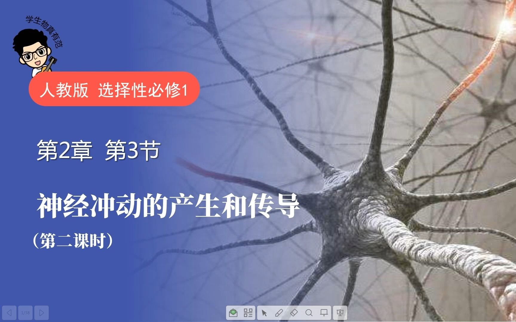 2.3神经冲动的产生和传导 第3节课