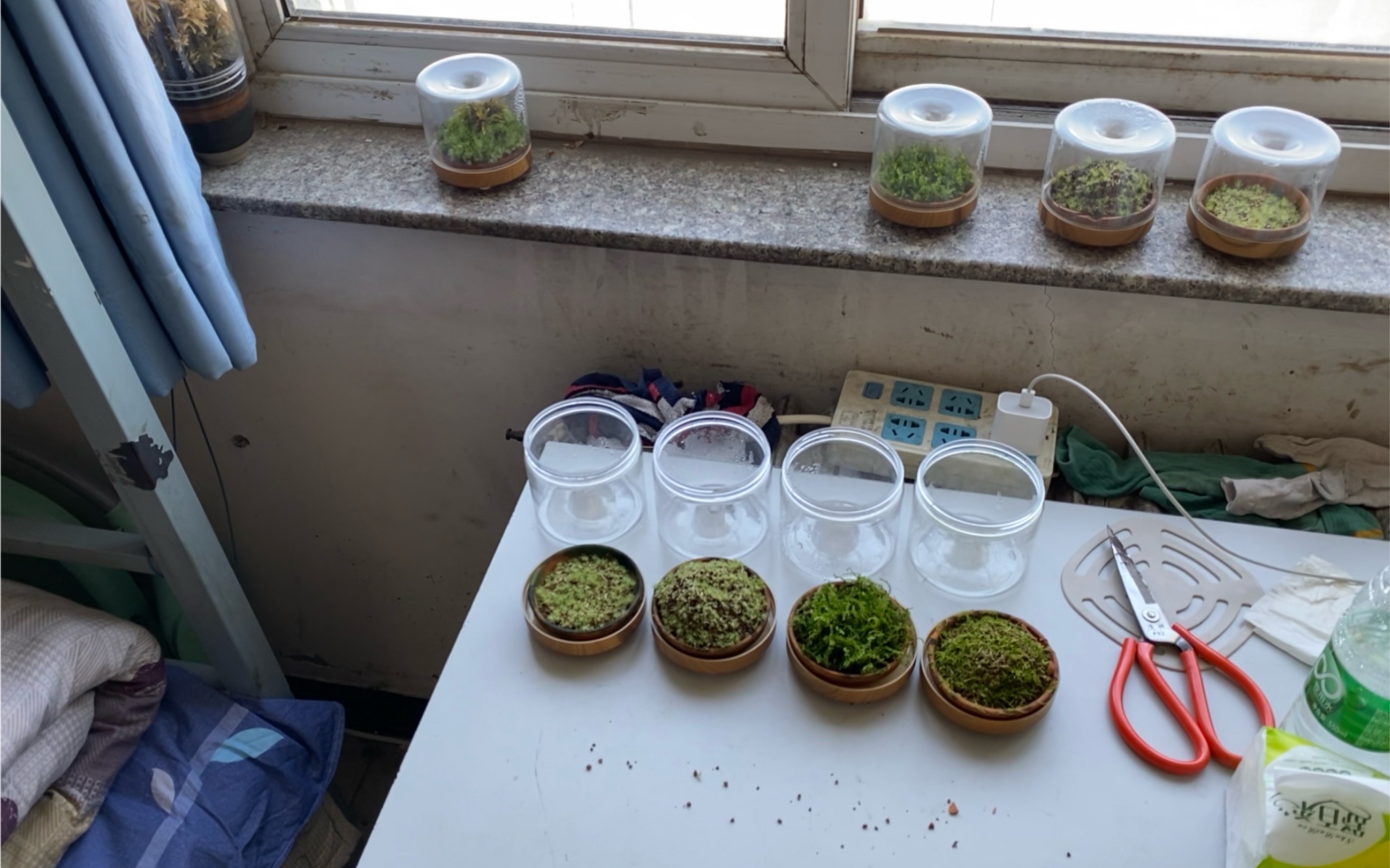 亲身实践|苔藓微景观养护经验分享(上集)