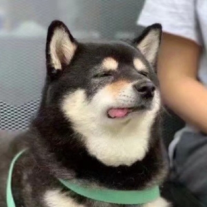 汪汪队后勤干事黑犬 