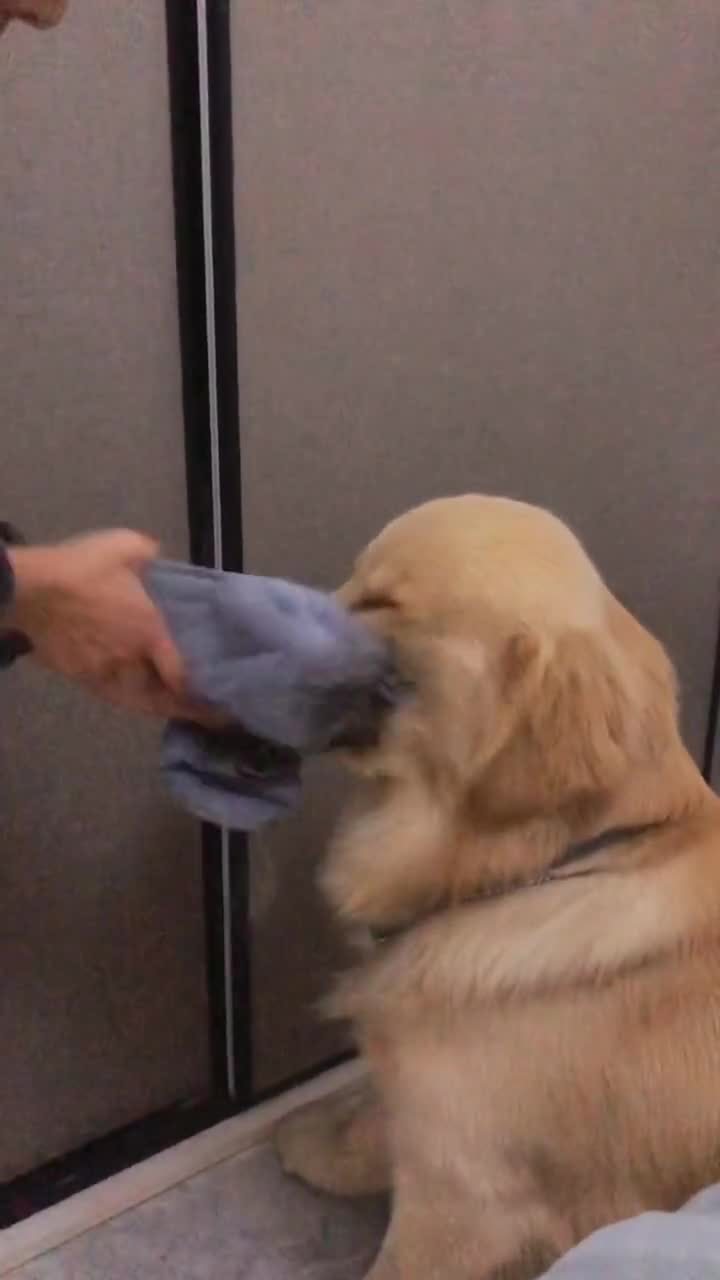 我猪猪侠又回来了,我的傻狗不一样