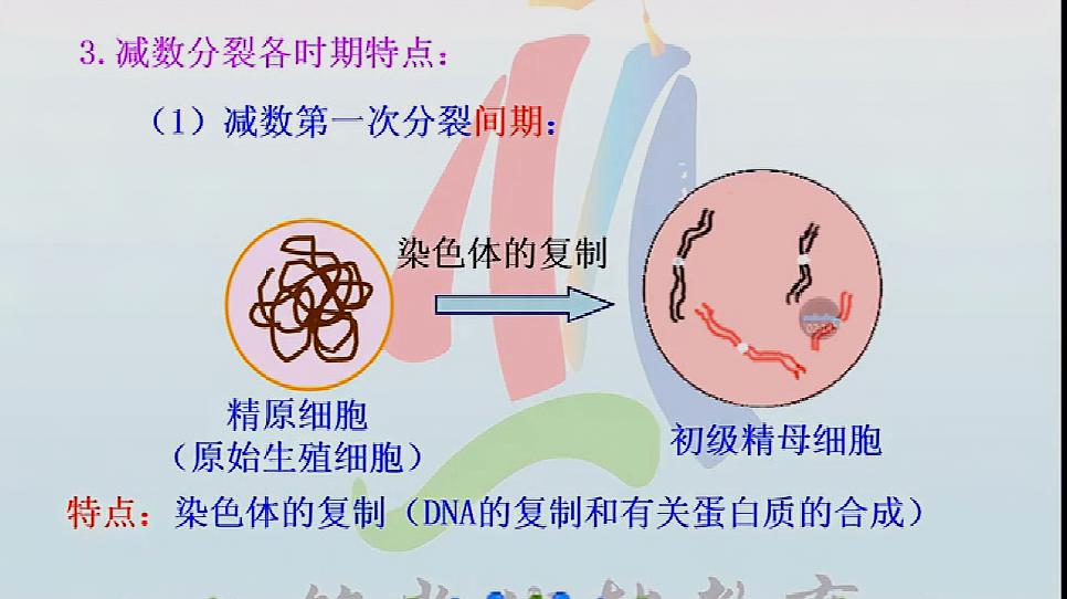 高中生物-减数分裂全过程,详细讲述