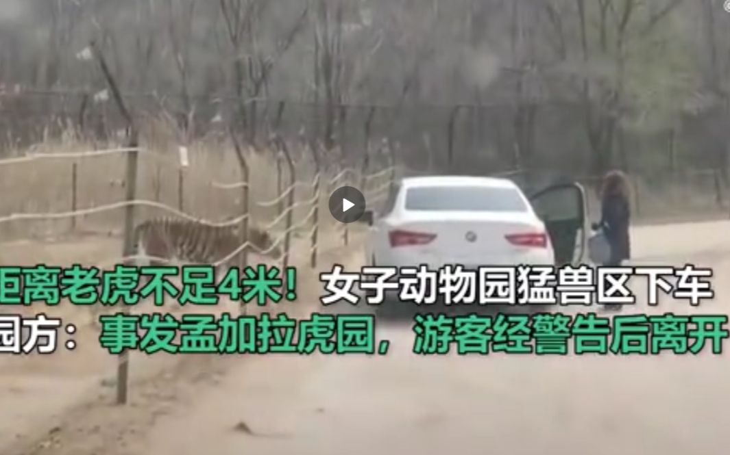 官方回应女子动物园猛兽区下车,园方:事发孟加拉虎园,游客经警告后离开
