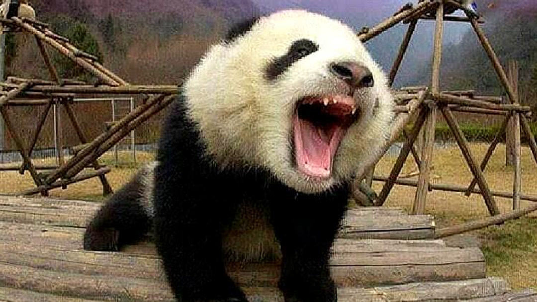 熊猫战斗力“足以对抗”老虎,为何成为濒危动物?科学家说出真相