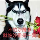 狗肉馋师ߘ 