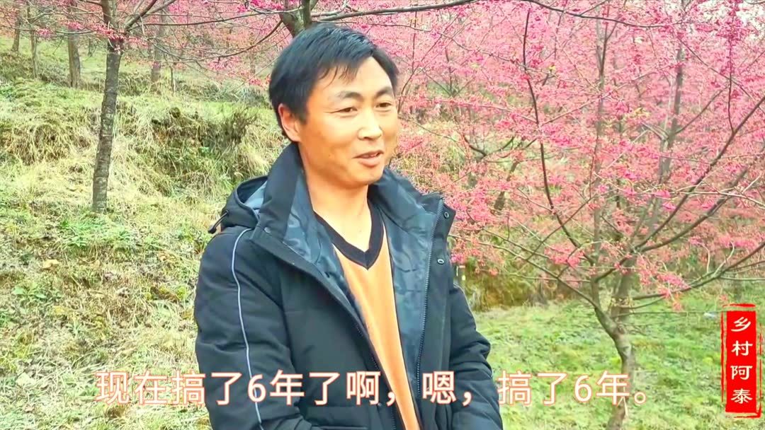 农民大哥种植樱花六年,凭一己之力做到价值千万,还有更大想法