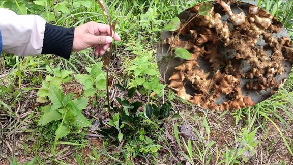 农村罕见的金刚藤,可谓全身上下都是宝,你若遇见请好好珍惜