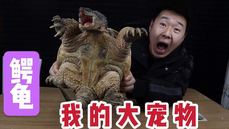 鳄龟开箱:买了一只10斤重的大鳄龟当宠物,看看谁还敢惹我