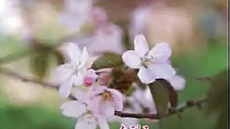 天籁之音,清心民乐,童丽唱落《梅花雪》