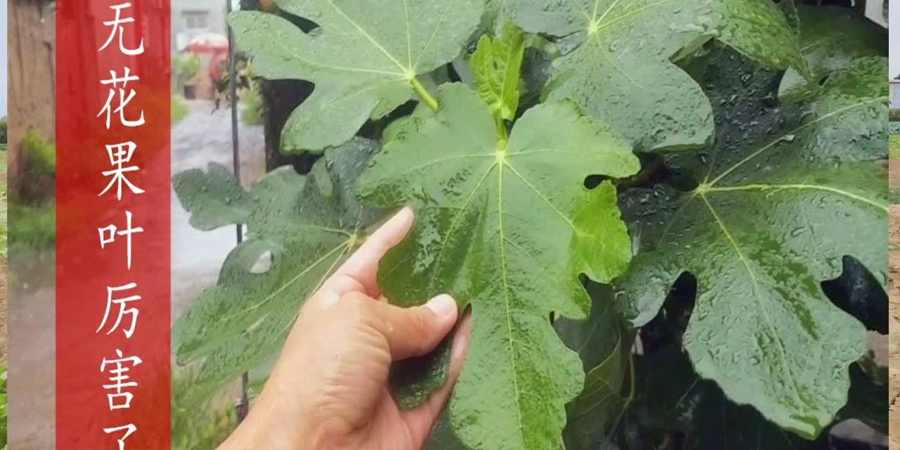 无花果叶比无花果还值钱,它的厉害妙用你知道吗?快来了解吧
