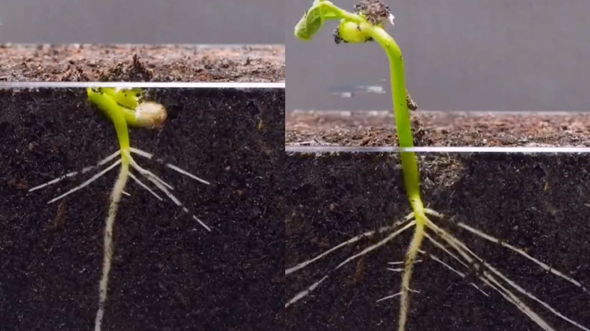 浙江一男生20天记录下"豆"的生长过程,网友:生命真的...