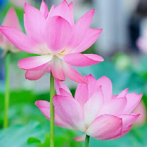 雅涵公主 