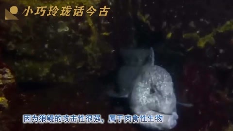 钓到这种鱼千万不要取钩,直接把线剪断放生,才是比较安全的