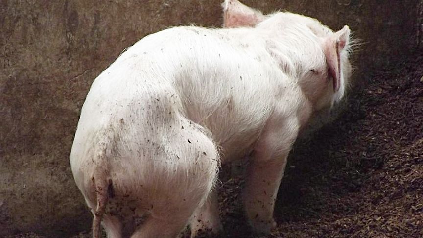 仔猪维生素B1缺乏症的诊断方法及与圆环病毒病和伪狂犬病的区分