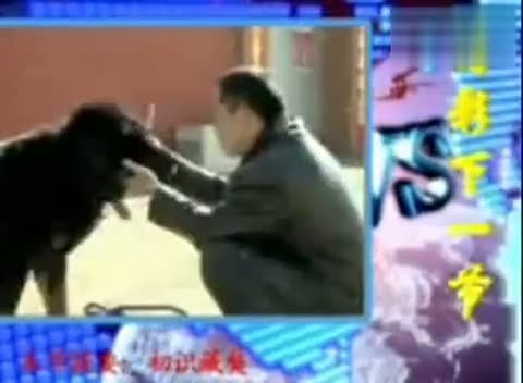 藏獒视频_纯种藏獒 视频