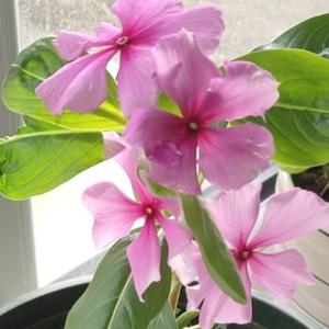 小初英语资料分享站 