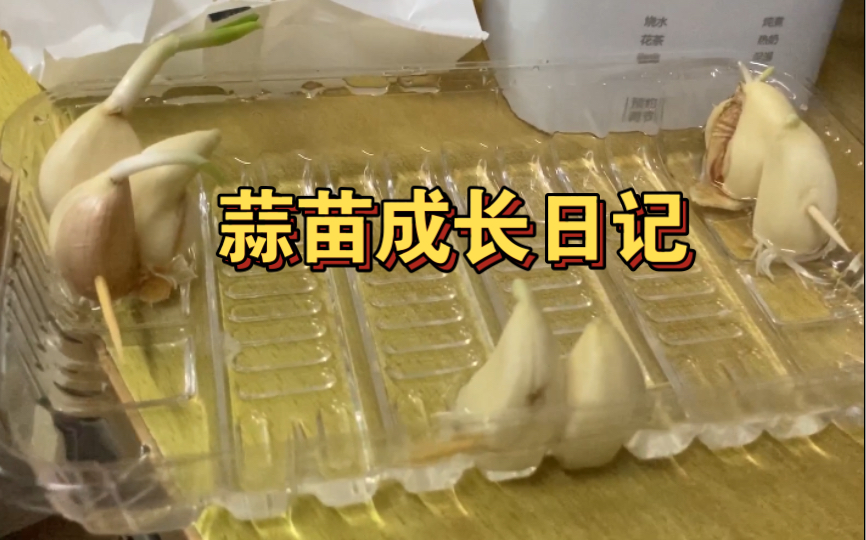 蒜苗成长日记