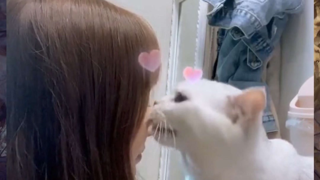 如此可爱的猫居然还会撒娇,真是顶不住了!