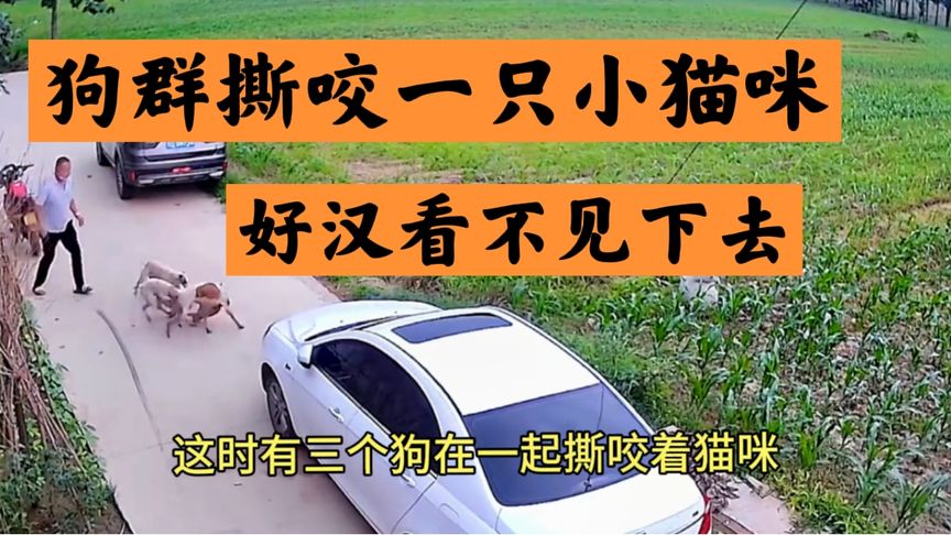 一只小猫咪被群狗撕咬,两名好心男子出手相救!感谢好心人!