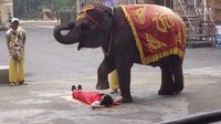 大连森林动物园之泰国风情大象表演