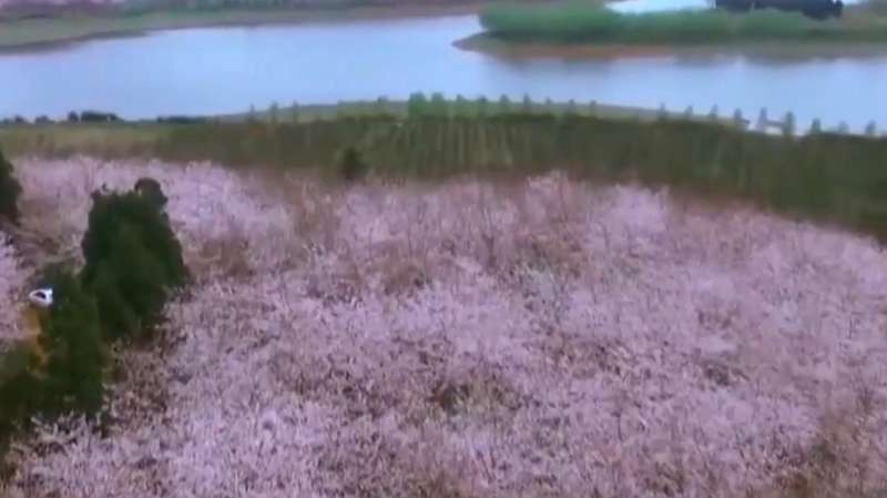 四川一高校给全校师生放6天“春假” 倡导去赏花、去恋爱