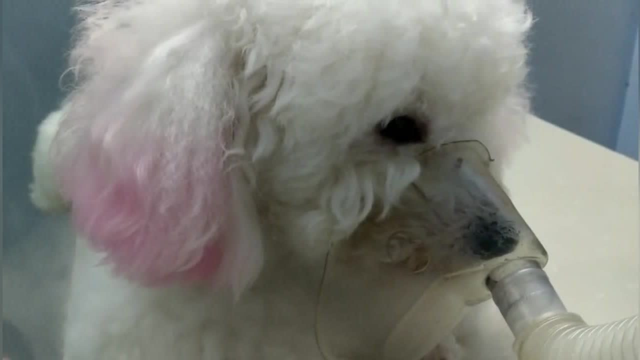 小家伙做个雾化,现在很是熟悉业务流程啊