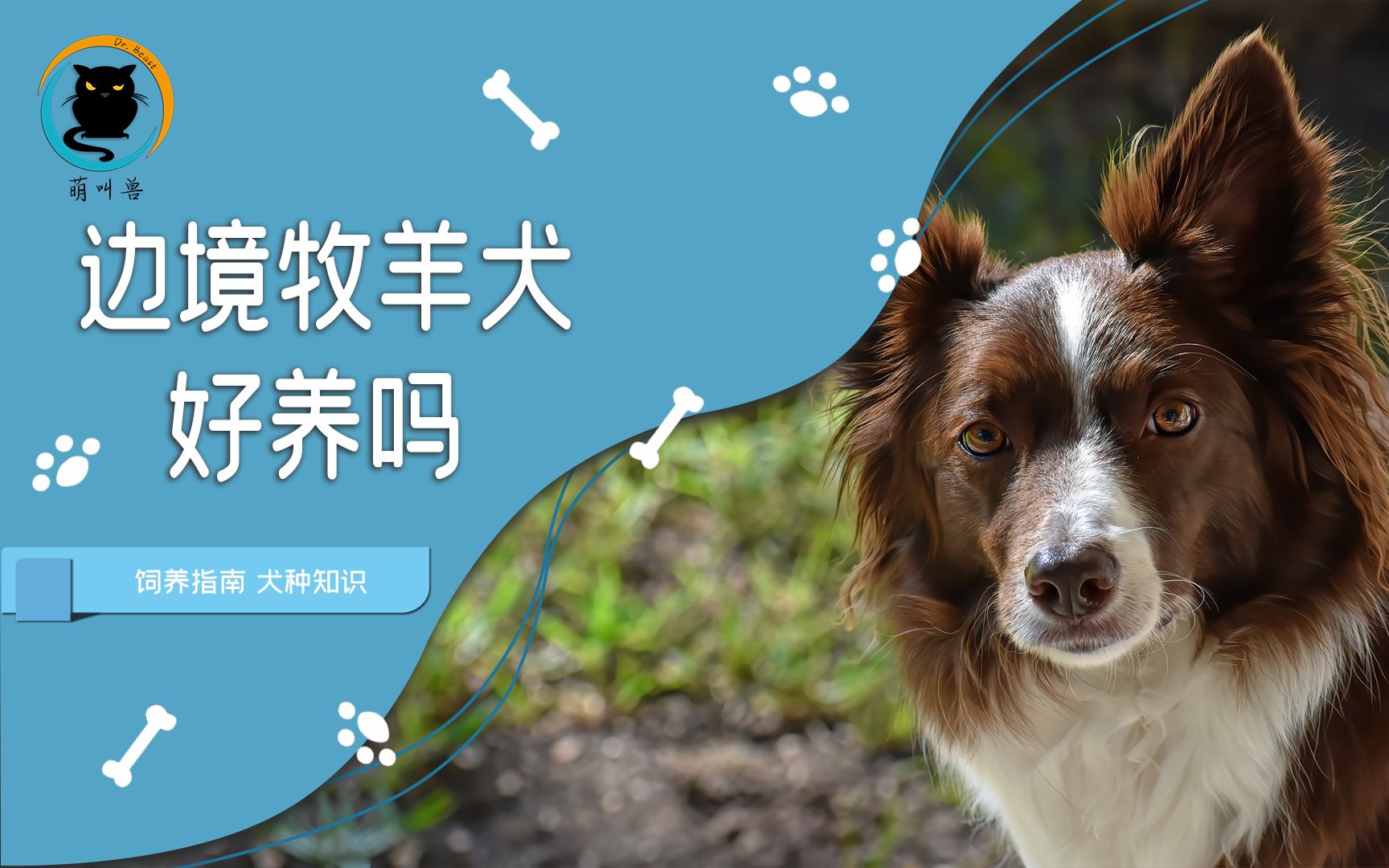 边牧好养吗 边牧的优点和缺点 边牧饲养指南