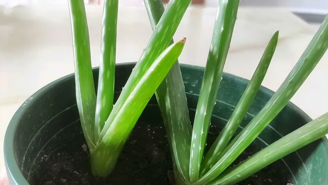 中华芦荟,芦荟中的明星,一斤能卖30元,看看你家有没?