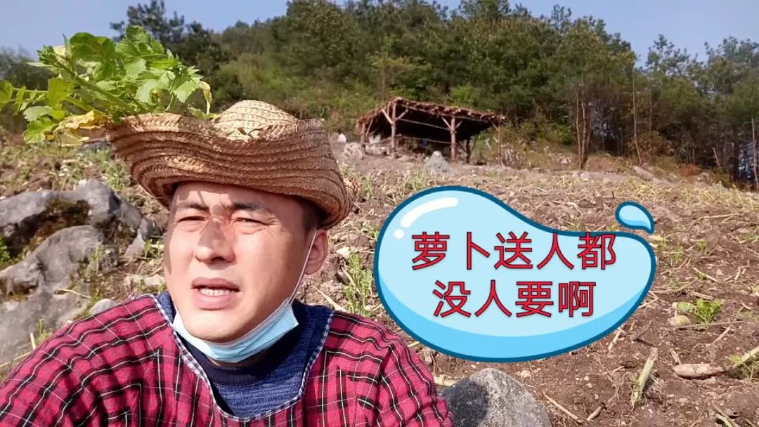 农民伯伯感叹人生不易,种地亏本,萝卜送人都不要