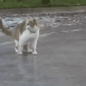 Fox宅阿狸 